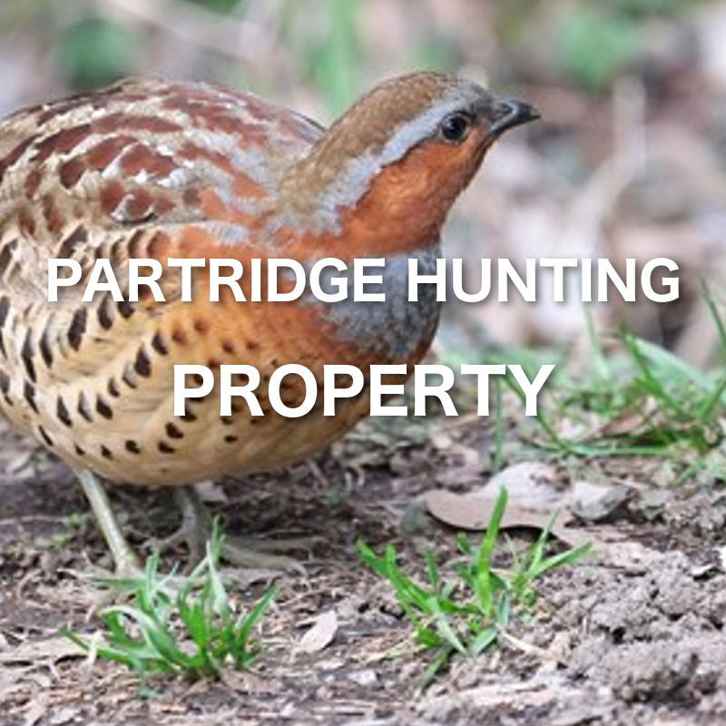 Partridge Hunting Property – DELGER REAL ESTATE – MONTANA RANCHES